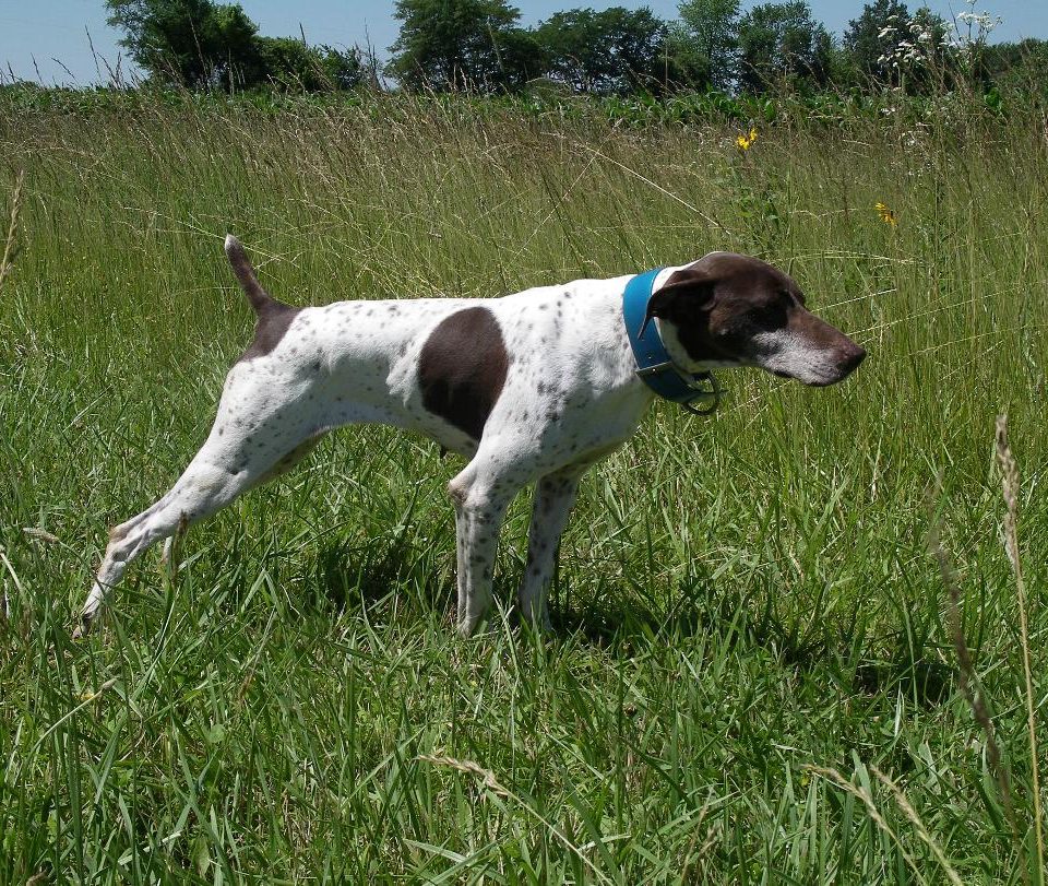 Inductees Dogs | National German Shorthaired Pointer Association